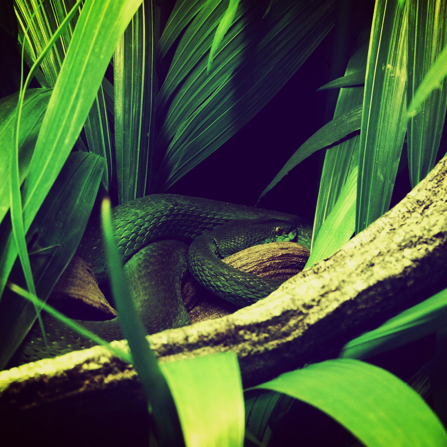 A Lush Victorian Tale of Science, Religion, Legend and Love: “The Essex ...