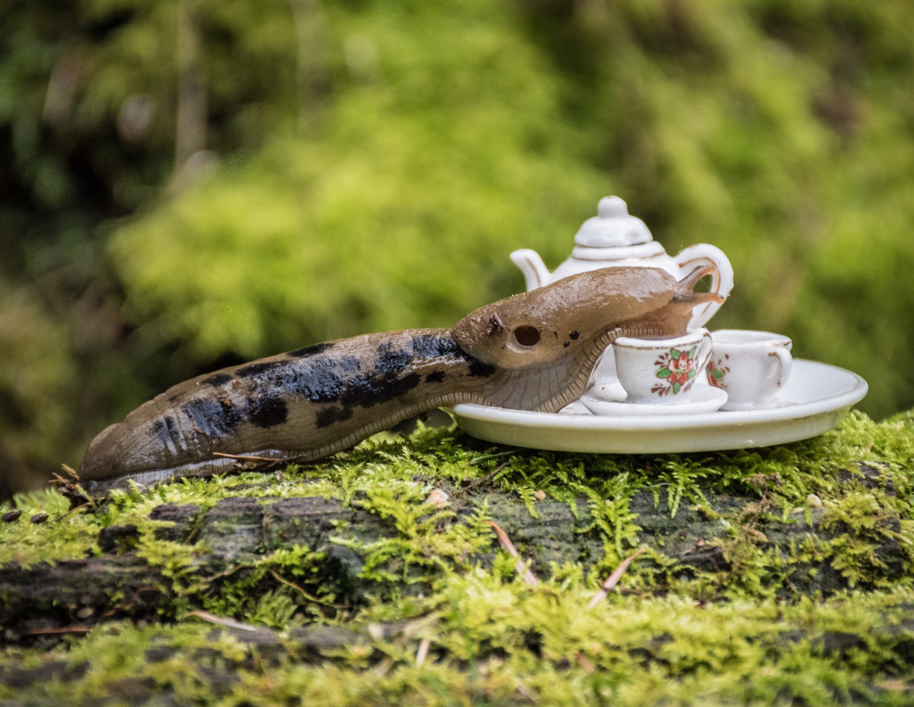 Jay Rainey from British Columbia has a Tea Party with her Forest ...
