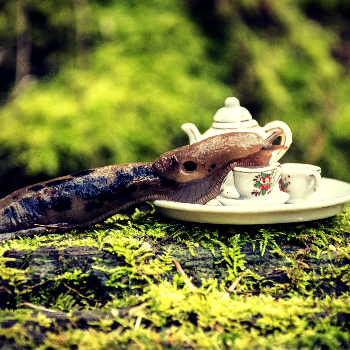 Jay Rainey from British Columbia has a Tea Party with her Forest ...