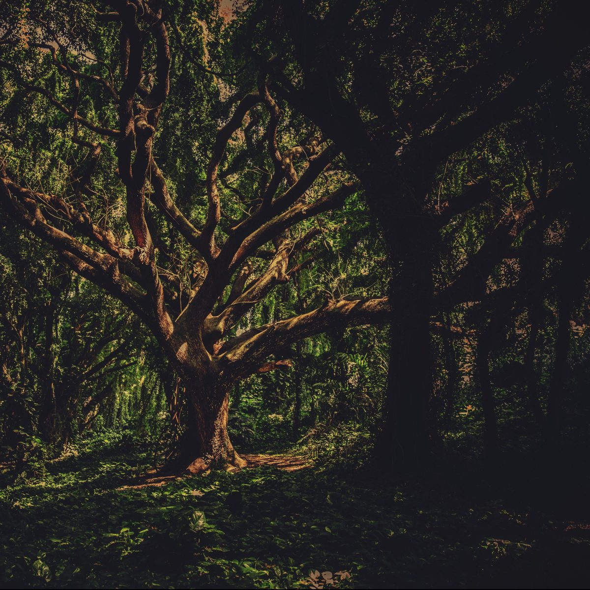 A Journey through Violence and Beauty: “The Trees” by Ali Shaw – On Art ...