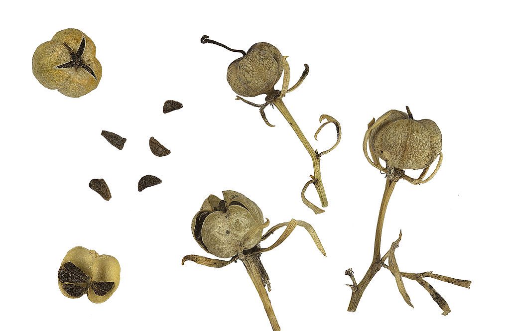 “Look” by Solmaz Sharif: Moving Meditations on War, Migration, Loss and ...