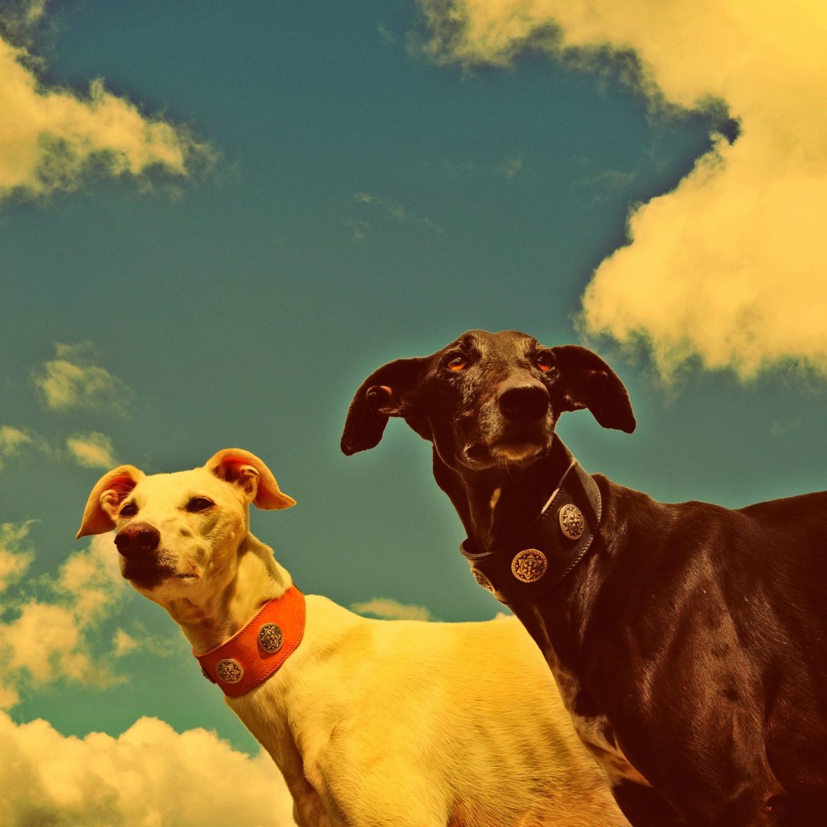 The Adventures and Perils of Consciousness: “Fifteen Dogs” by André ...