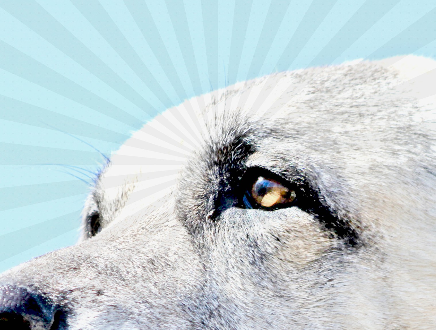 The Adventures and Perils of Consciousness: “Fifteen Dogs” by André ...