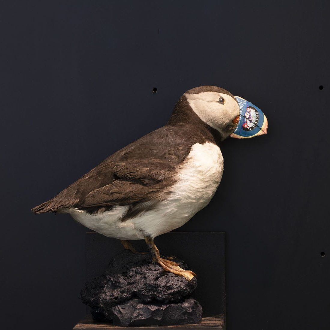 “Coexistence”: Human, Animal and Nature in Kiasma’s Collections ...